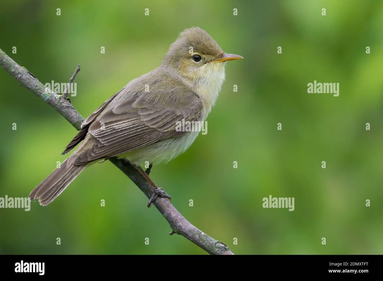 Orpheusspotvogel, Melodious Warbler Stock Photo - Alamy