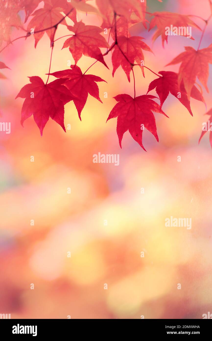 Japanese Fall Foliage Stock Photo - Alamy