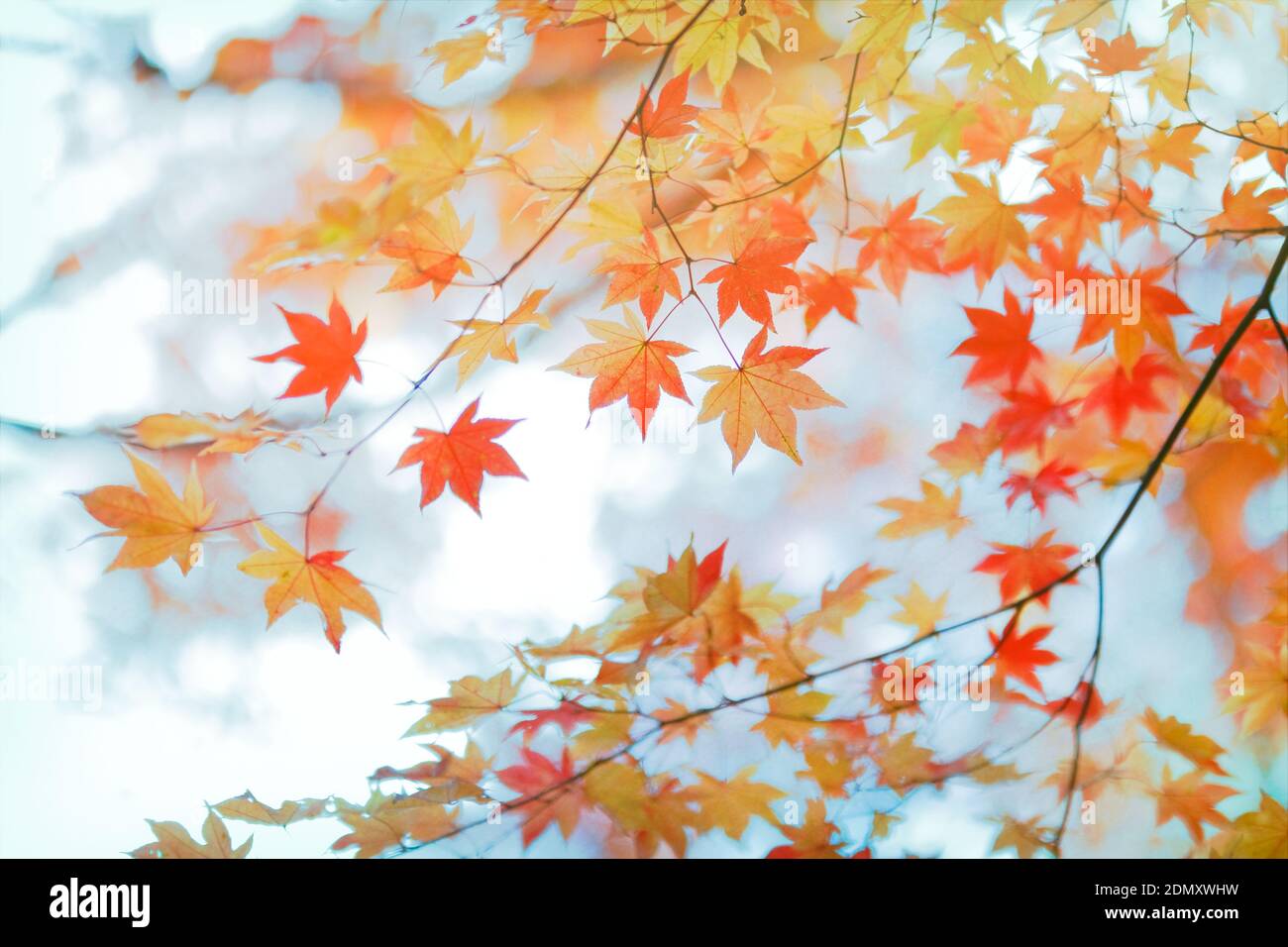 Japanese Fall Foliage Stock Photo - Alamy