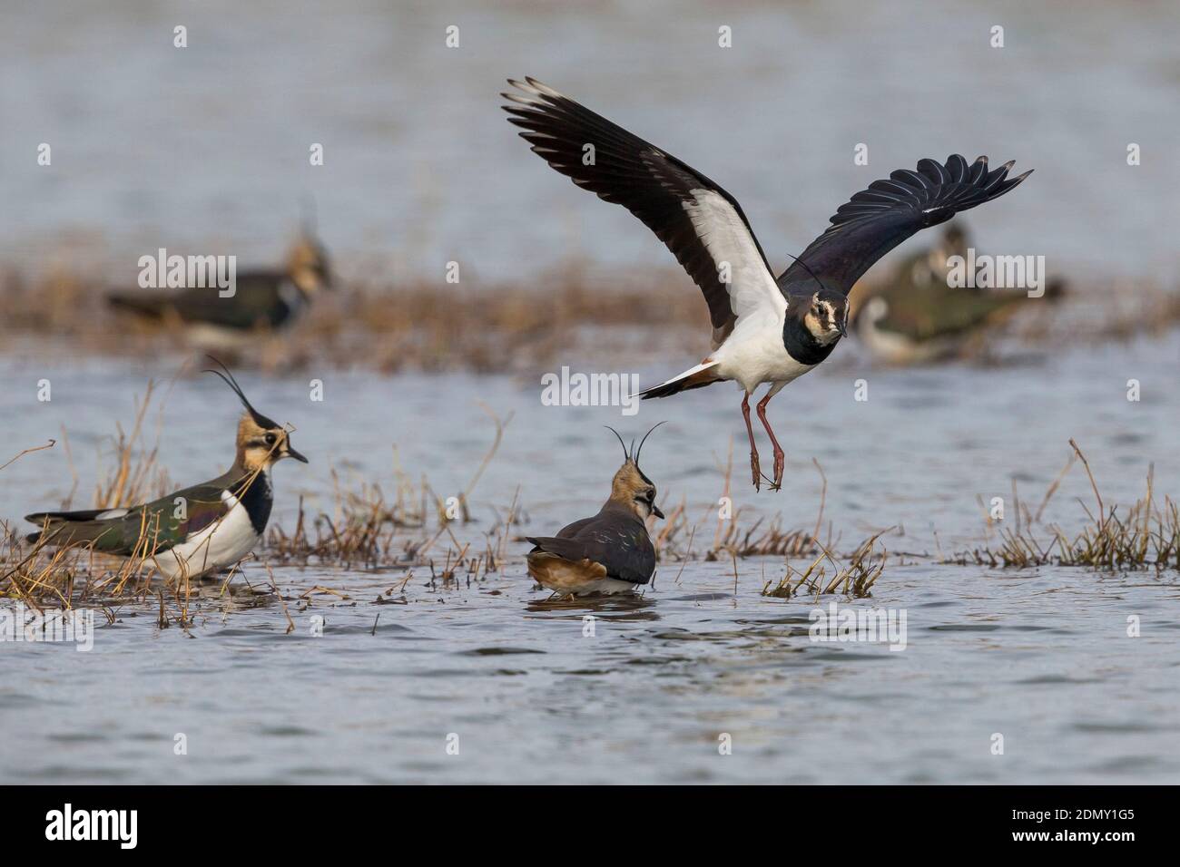 Kievit in vlucht; Northern Lapwing in flight Stock Photo - Alamy