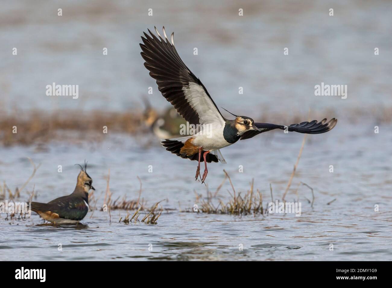 Kievit in vlucht; Northern Lapwing in flight Stock Photo - Alamy
