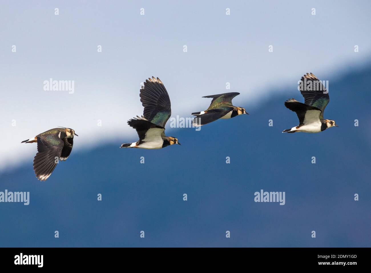 Kievit in vlucht; Northern Lapwing in flight Stock Photo - Alamy
