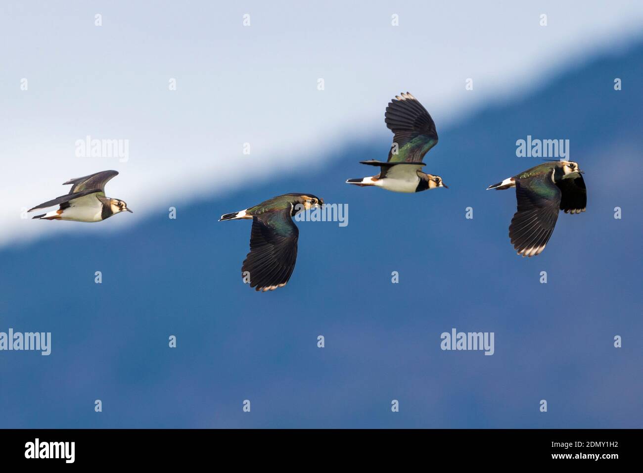 Kievit in vlucht; Northern Lapwing in flight Stock Photo - Alamy