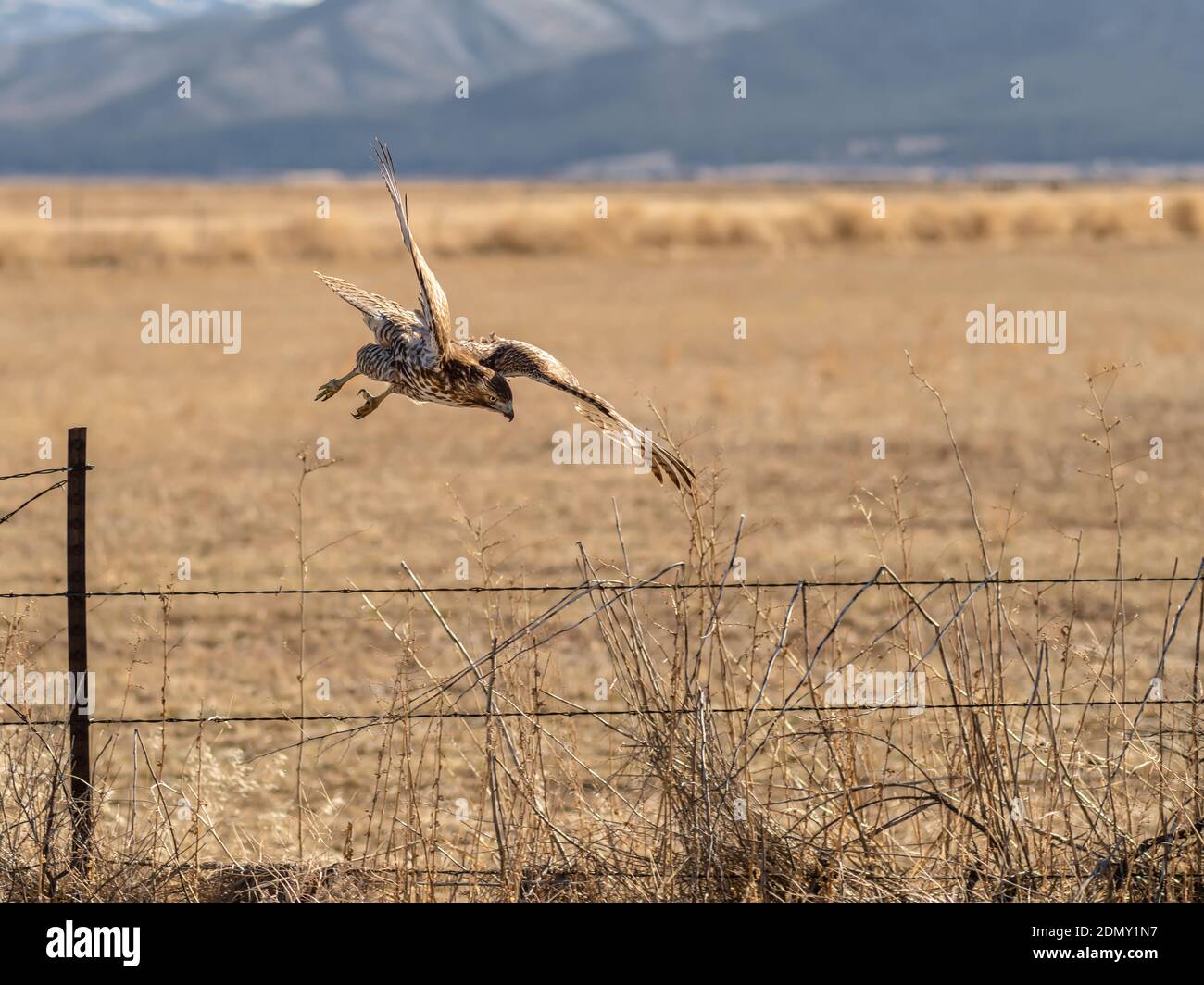 Coopers hawk california hi-res stock photography and images - Alamy