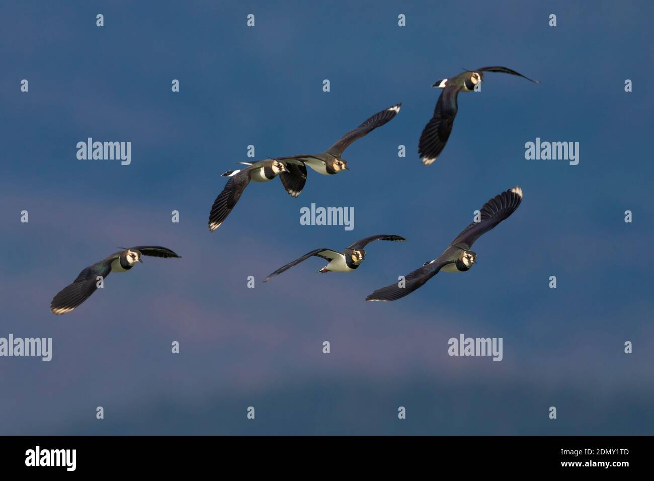 Kievit in vlucht; Northern Lapwing in flight Stock Photo - Alamy