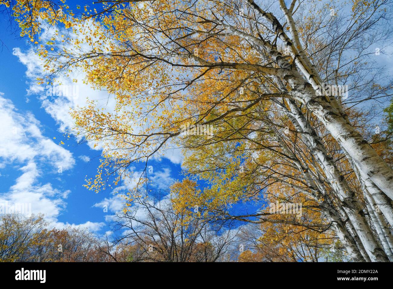 Autumn Leaves in Kitami City, Hokkaido, Japan Stock Photo - Alamy