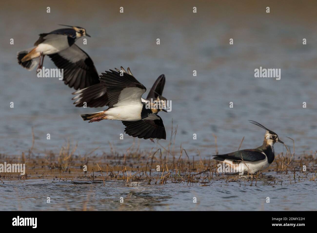 Kievit in vlucht; Northern Lapwing in flight Stock Photo - Alamy