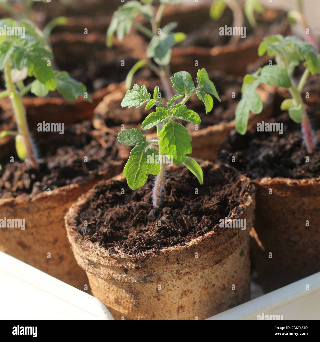 Potted seedlings growing in biodegradable peat moss pots . Gardening ...
