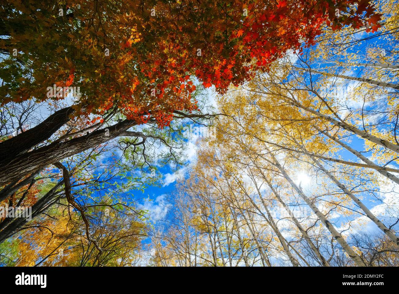 Autumn Leaves in Kitami City, Hokkaido, Japan Stock Photo - Alamy