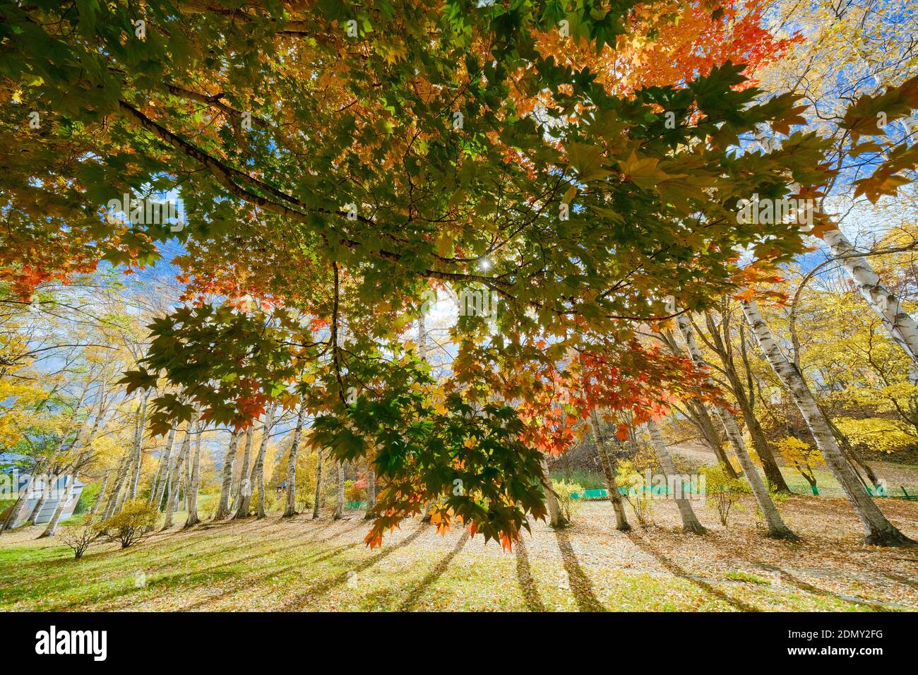 Autumn Leaves in Kitami City, Hokkaido, Japan Stock Photo - Alamy