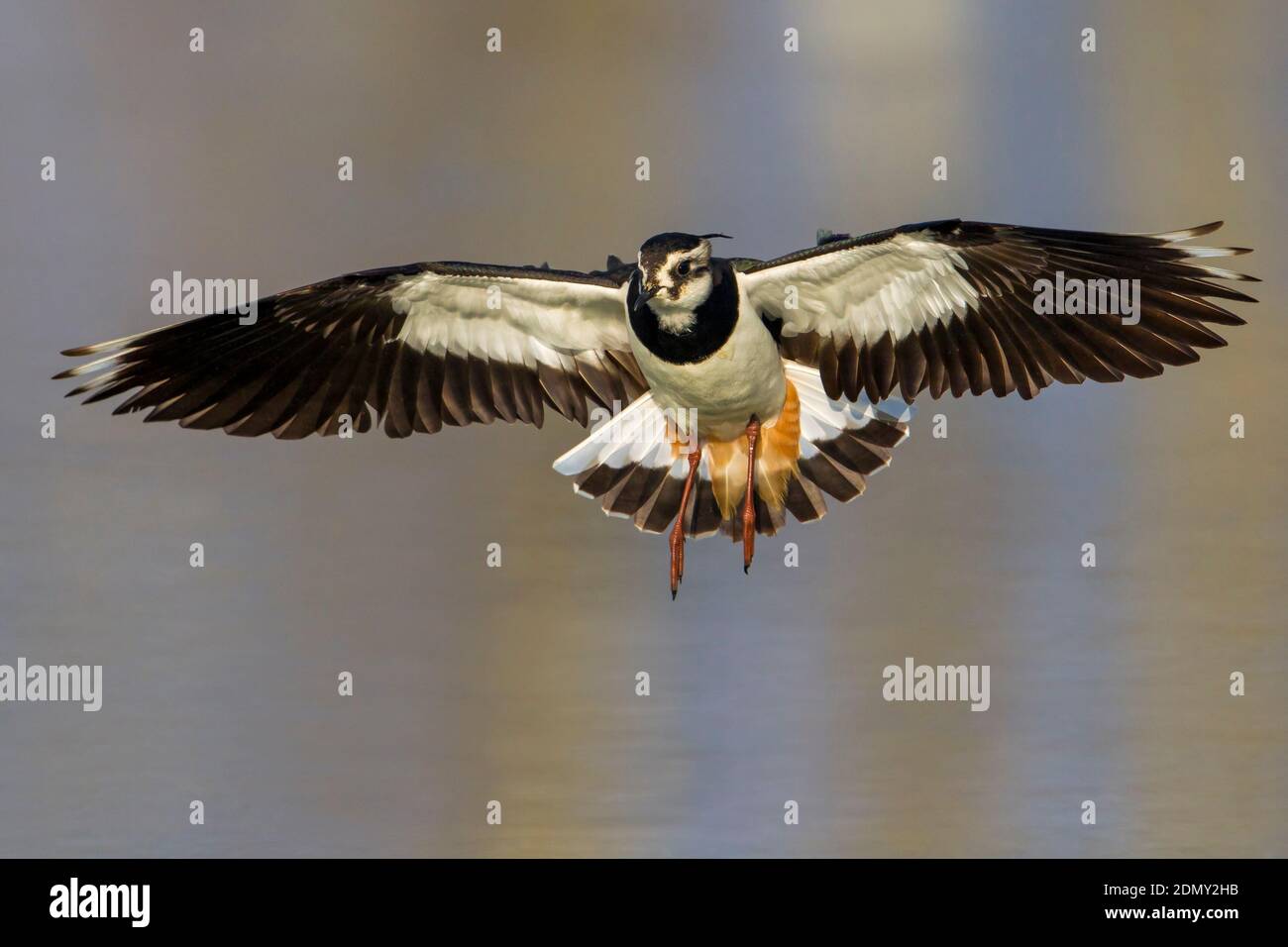 Kievit, Northern Lapwing; Vanellus vanellus Stock Photo - Alamy