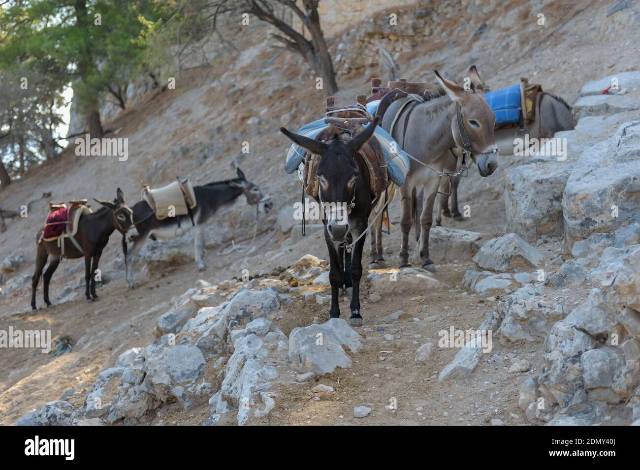 Working donkey group hi-res stock photography and images - Alamy