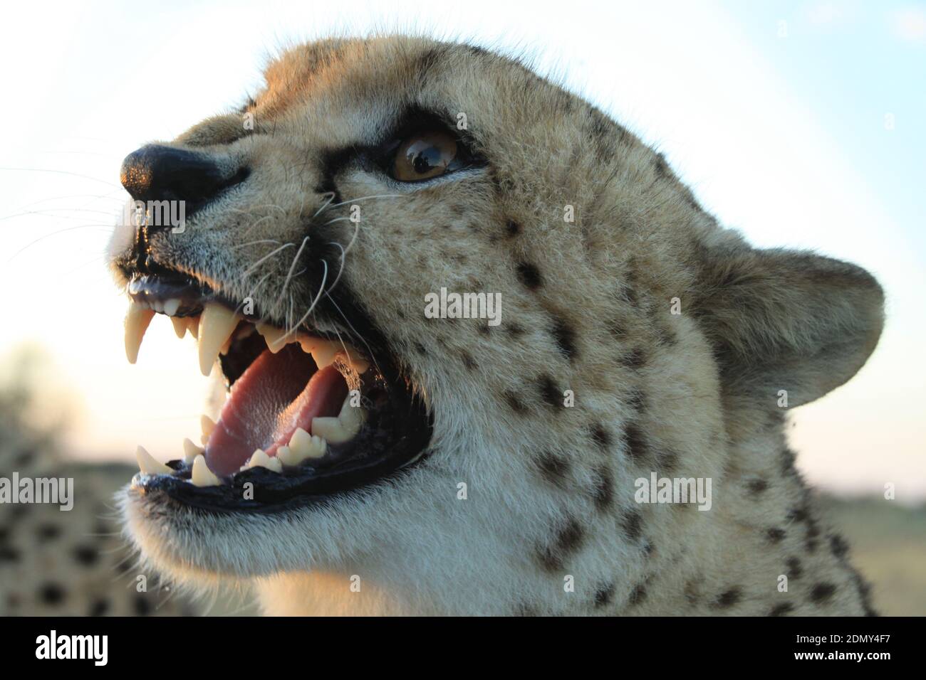 Cheetah mouth wide open hi-res stock photography and images - Alamy