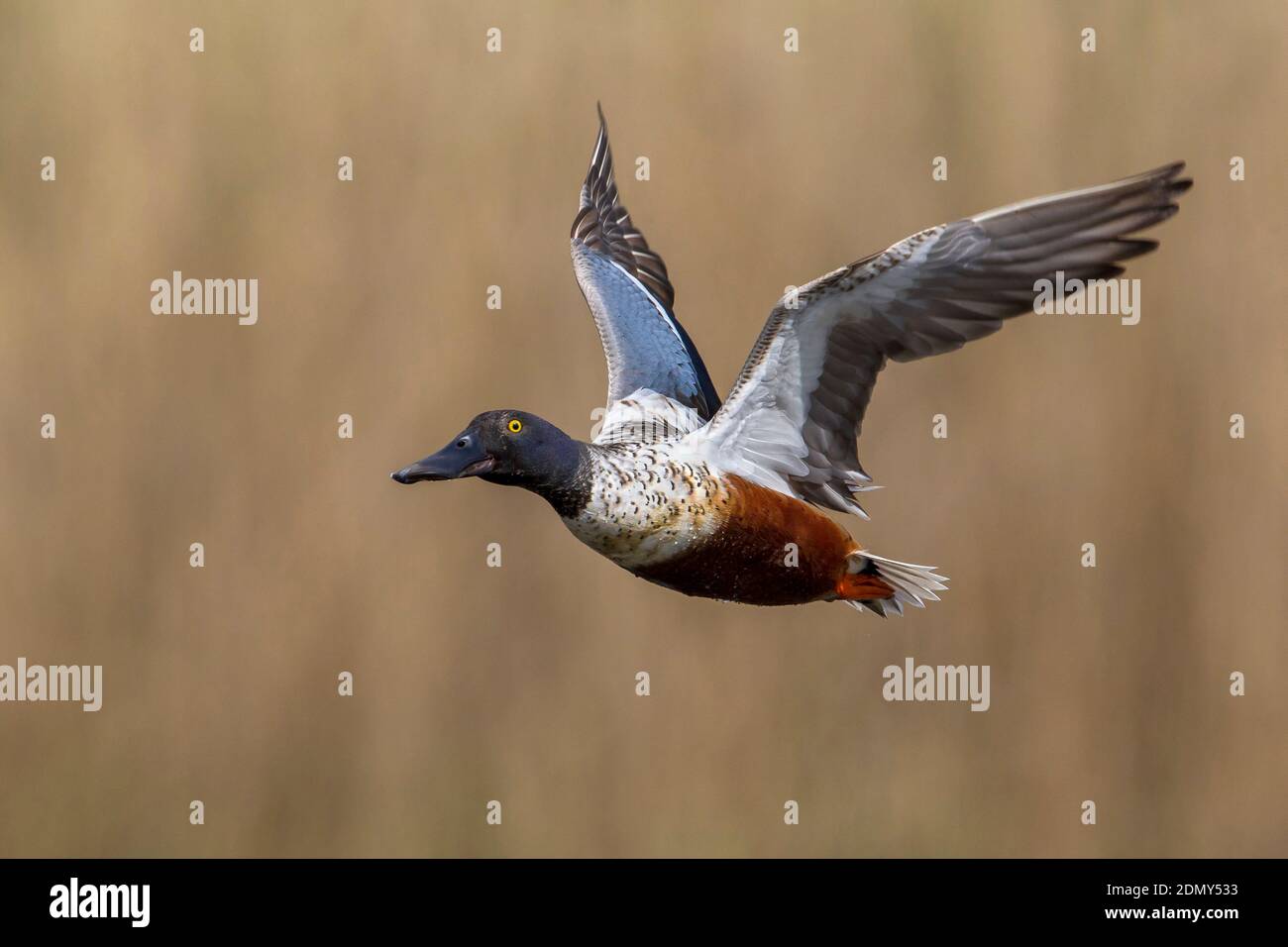 Slobeend, Northern Shoveler Stock Photo - Alamy