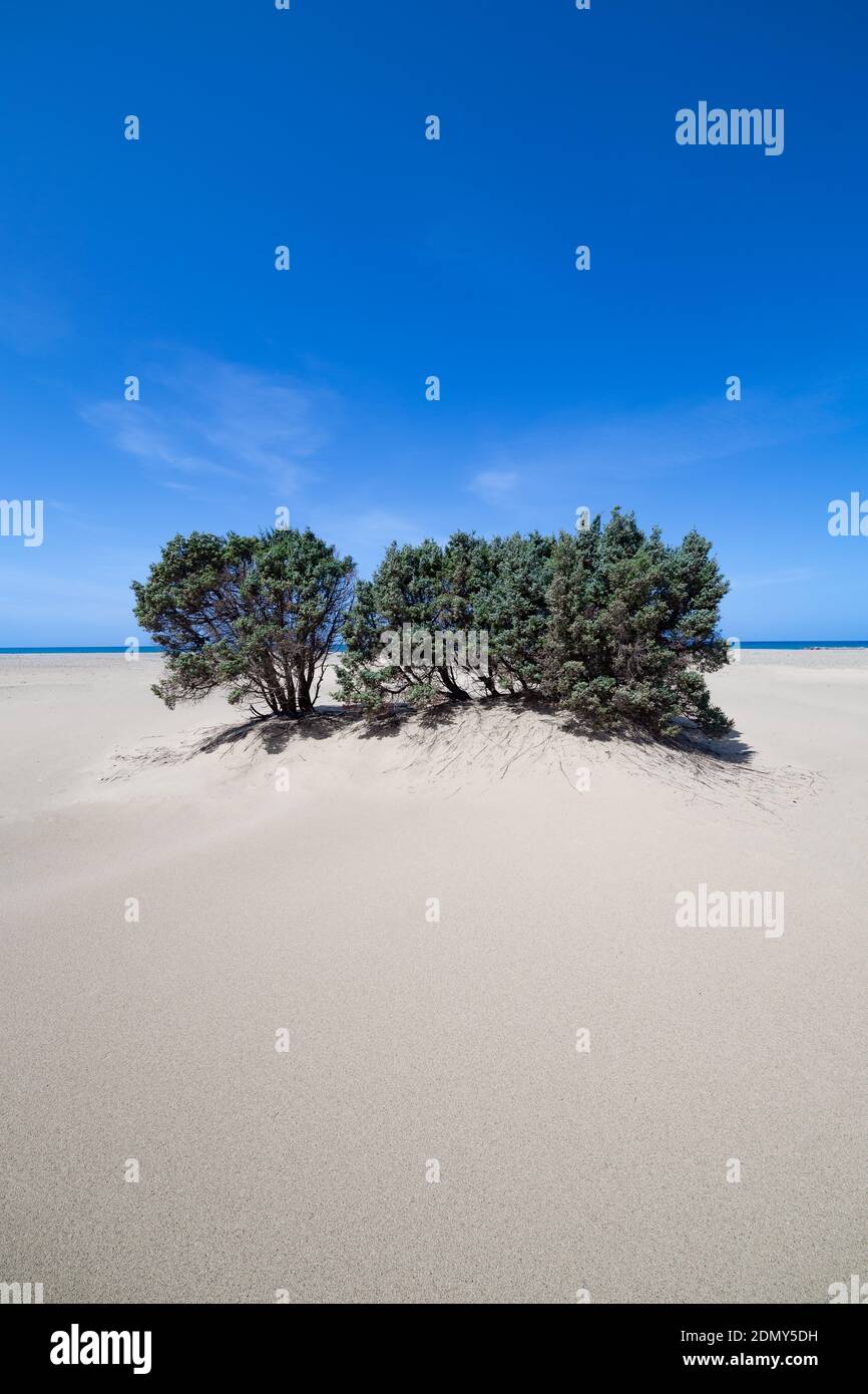 Dahlia beach hi-res stock photography and images - Alamy