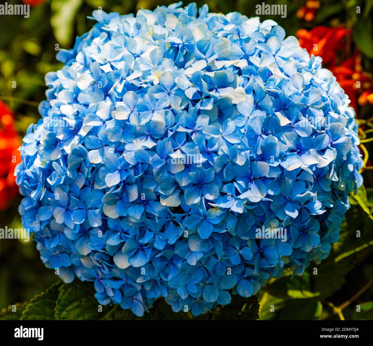 Alajuela, Costa Rica - April 3, 2017: Bright blue Hydrangea macrophylla ...