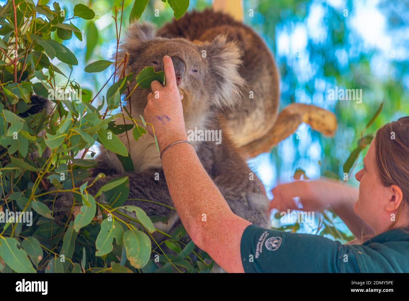 ADELAIDE, AUSTRALIA, JANUARY 6, 2020: Koala fed by a volunteer at ...