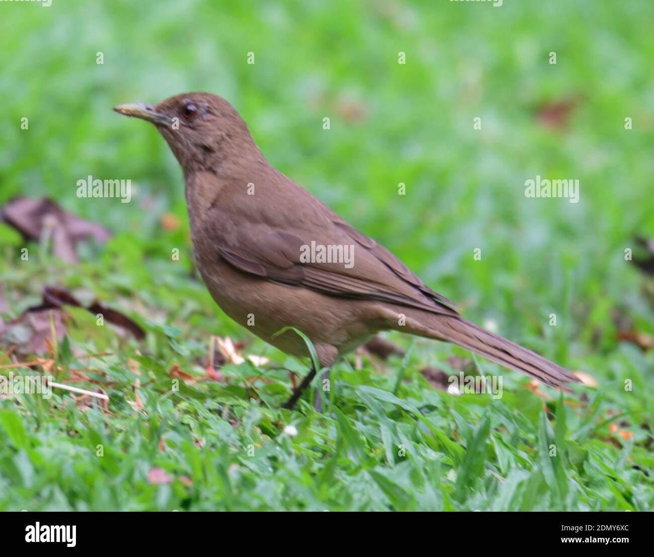 La Fortuna, Costa Rica - April 4, 2017: The clay colored thrush is the ...