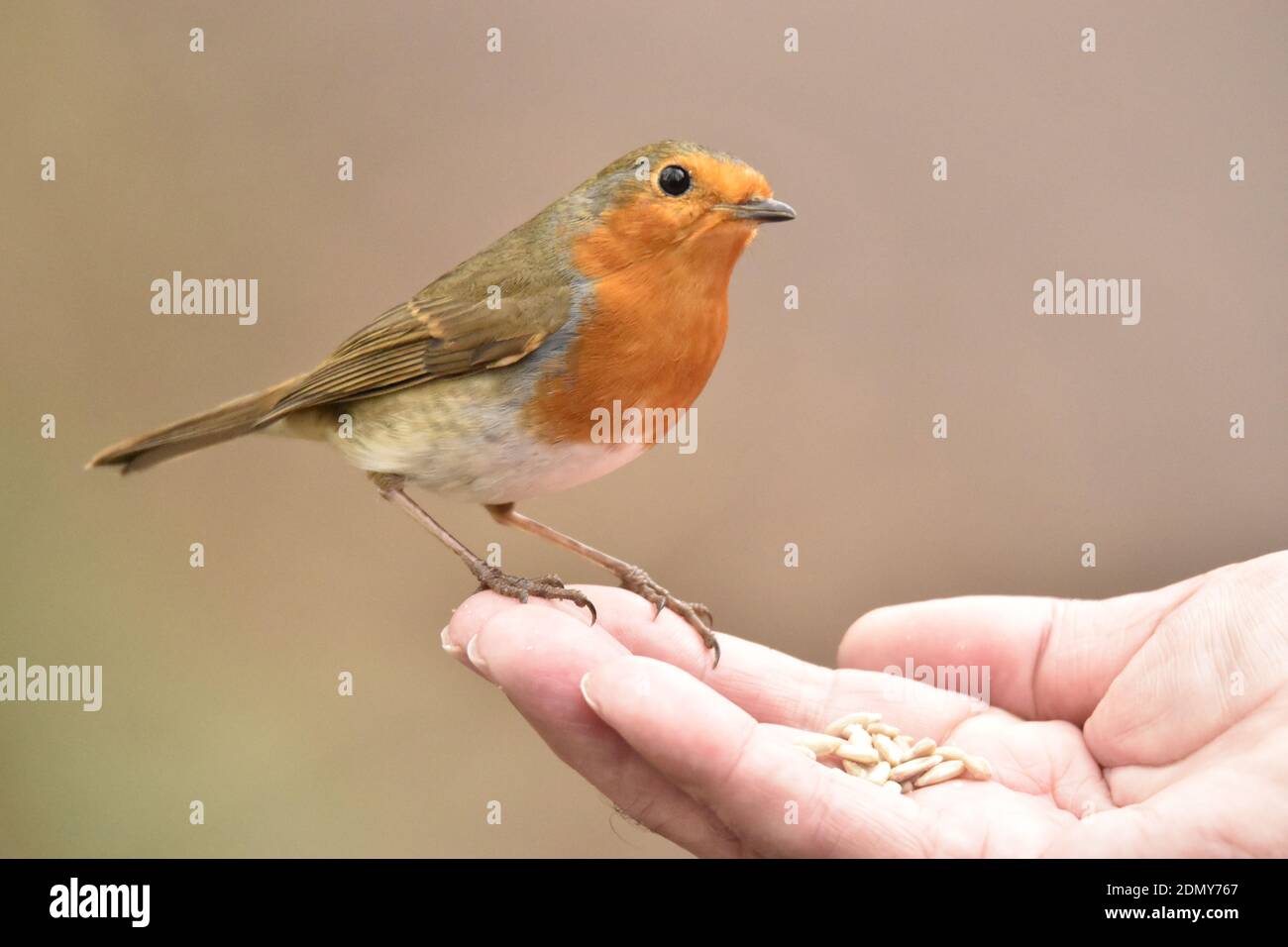 Robin Hand Feeding High Resolution Stock Photography and Images - Alamy