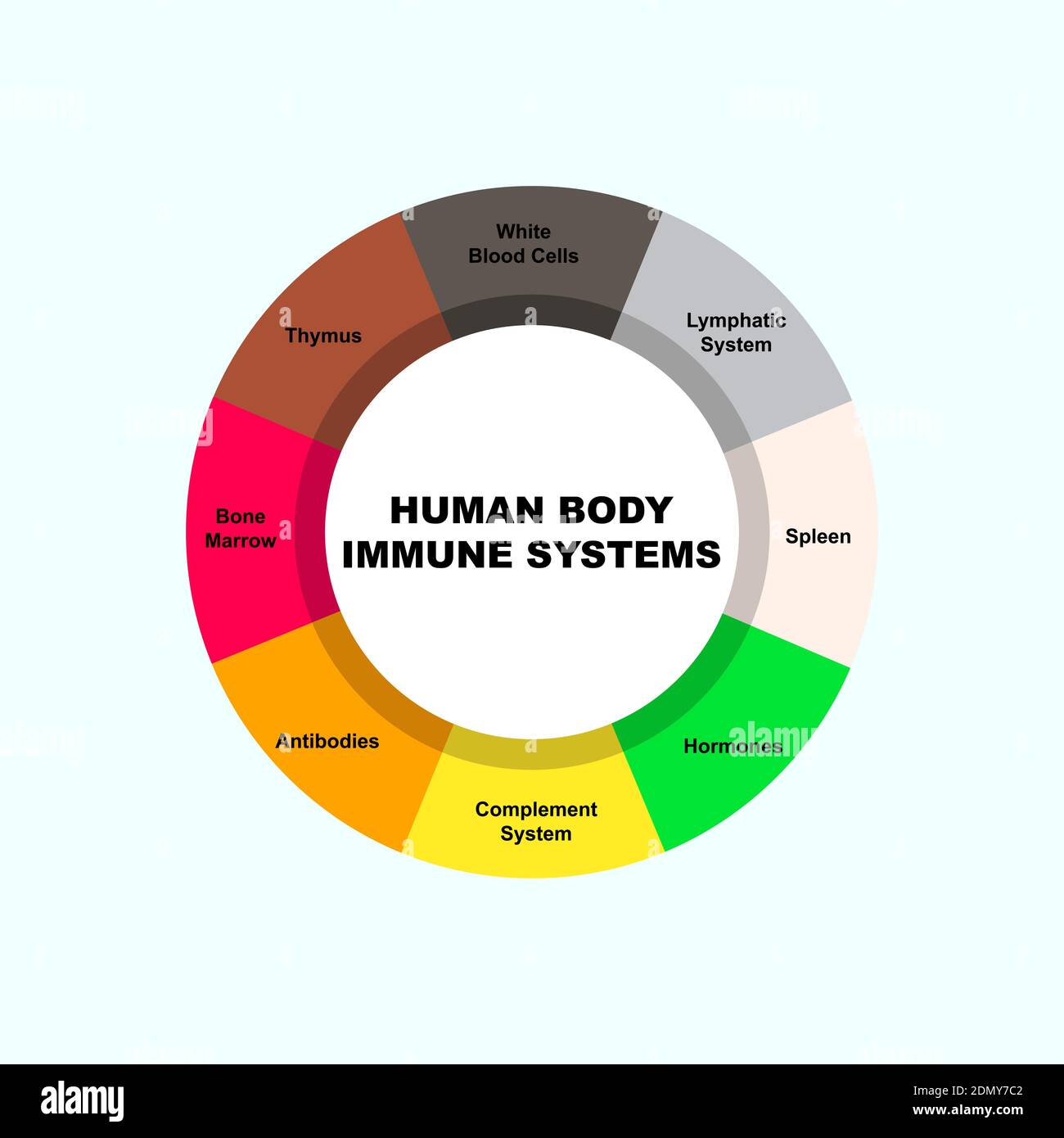 Lymphatic system diagram hi-res stock photography and images - Alamy