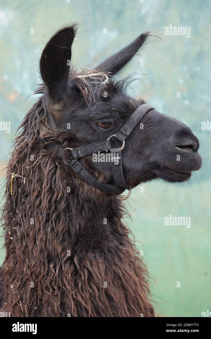 Profile Llama Animal Head High Resolution Stock Photography and Images ...
