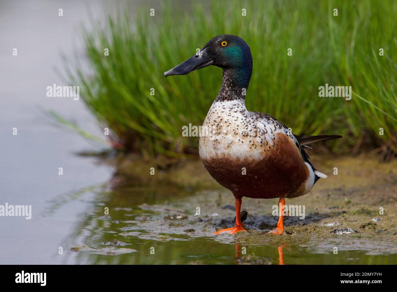 Slobeend, Northern Shoveler Stock Photo - Alamy