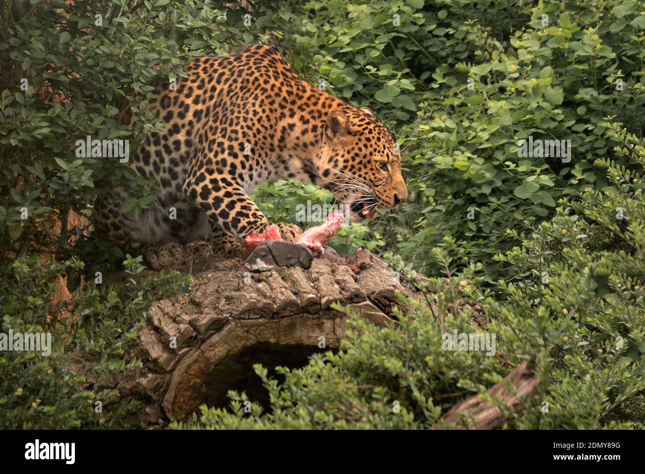 Leopard eating cheetah hi-res stock photography and images - Alamy