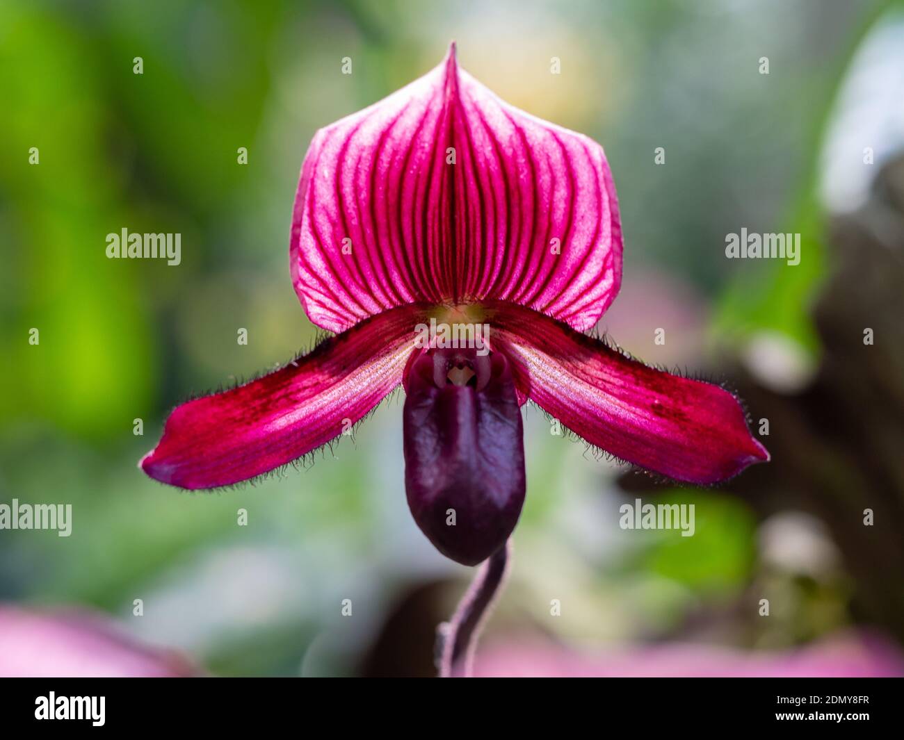 Paphiopedilum maudiae orchid hi-res stock photography and images - Alamy