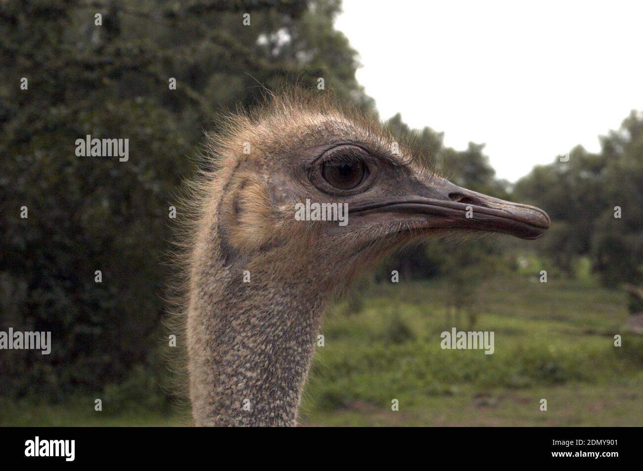 Ostrich Head Facing Right Stock Photo - Alamy