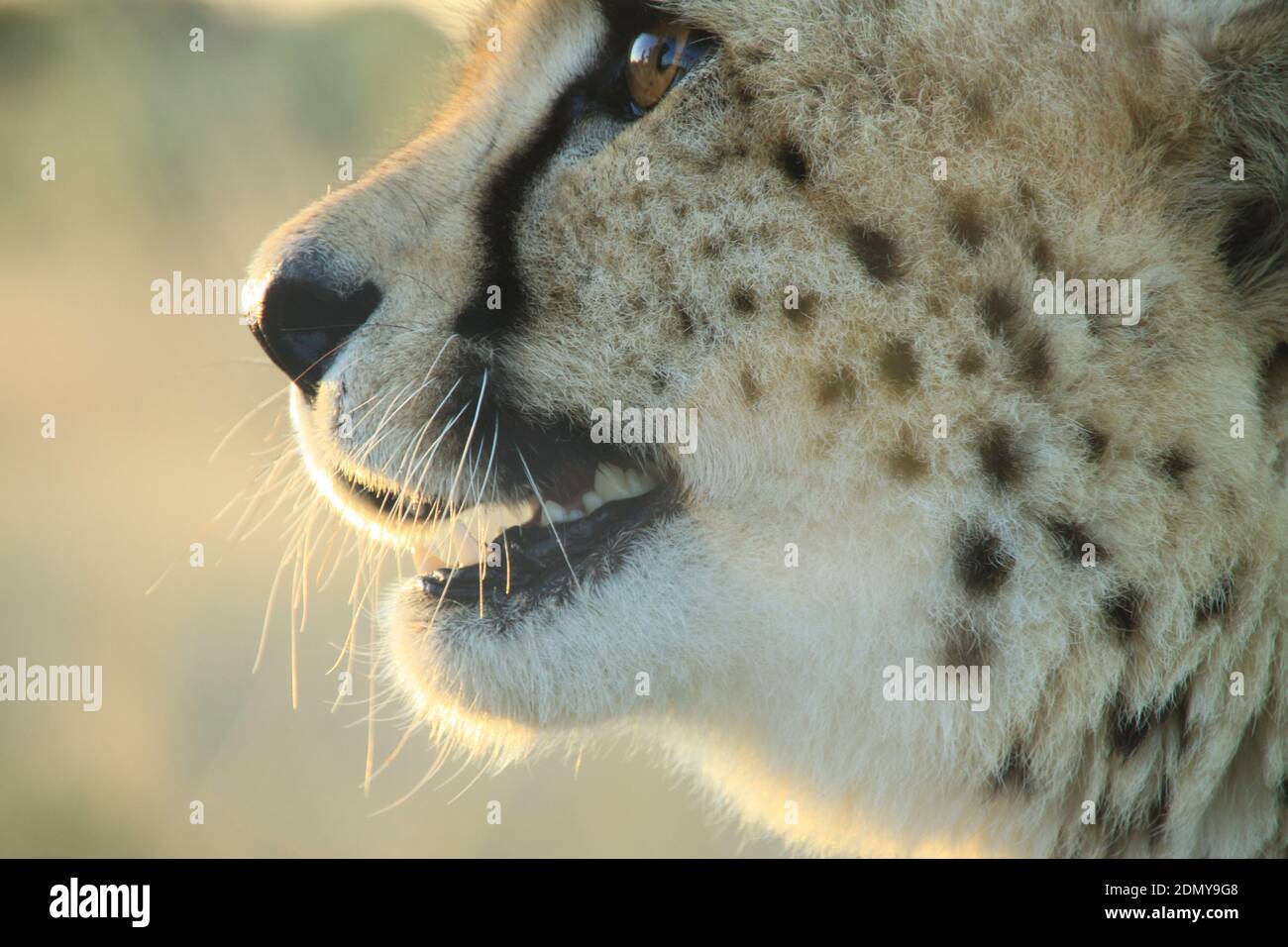 Cheetahs open mouth hi-res stock photography and images - Alamy