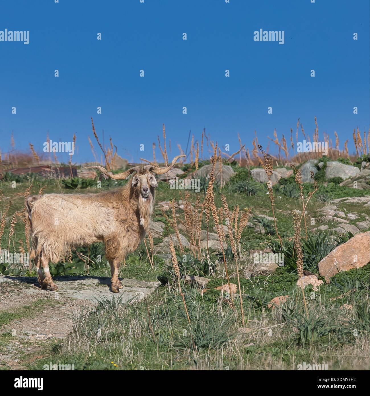 Long haired goat hi-res stock photography and images - Alamy