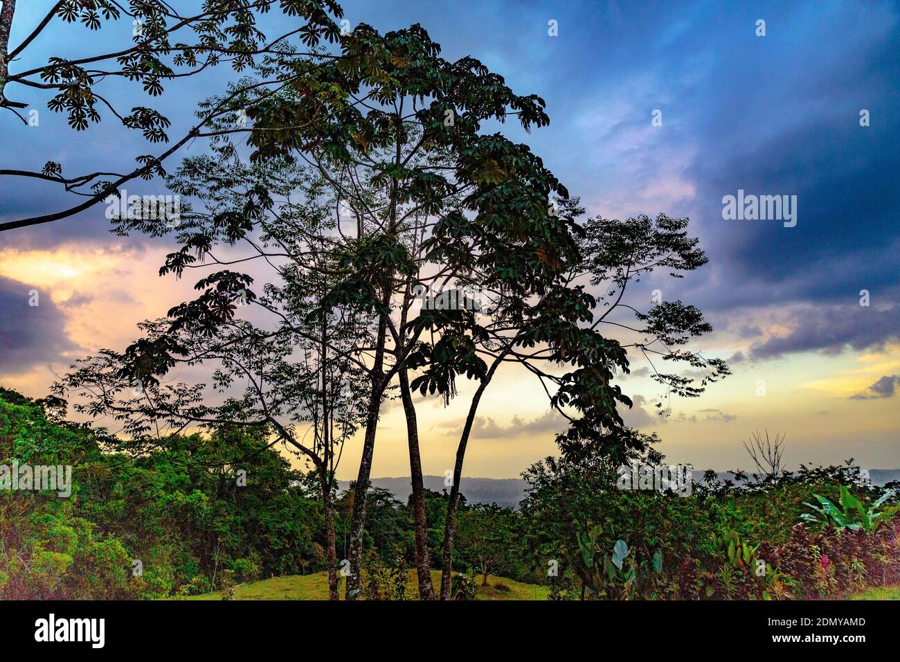 Jungle trees volcano hi-res stock photography and images - Alamy