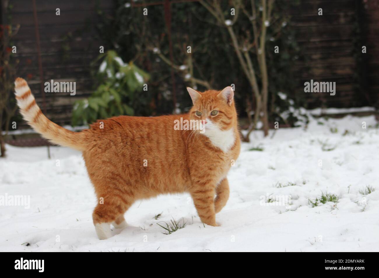 Portrait Of Cat In Snow Stock Photo - Alamy