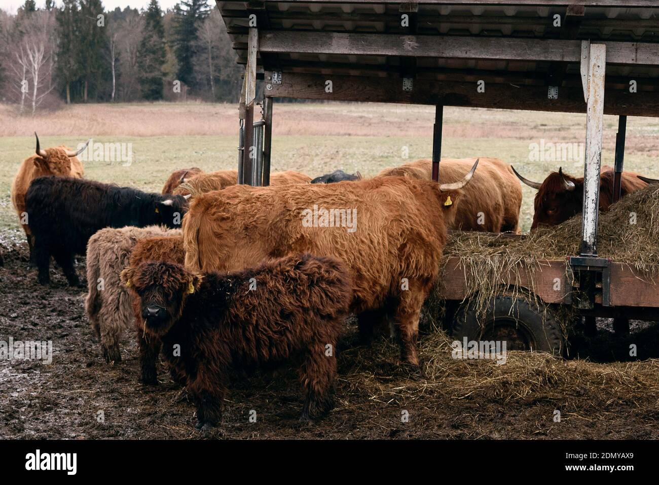 Highland cow in mud hi-res stock photography and images - Alamy