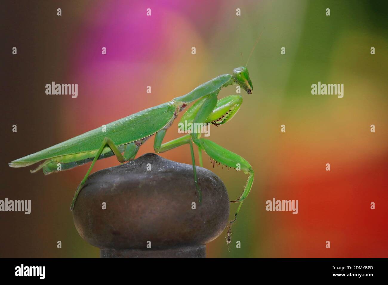 Locust On A Colourful Natural Blur Background Stock Photo - Alamy