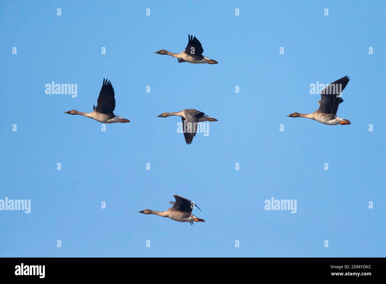 Middendorffs Rietganzen in vlucht; Middendorff's Bean Geese in flight ...