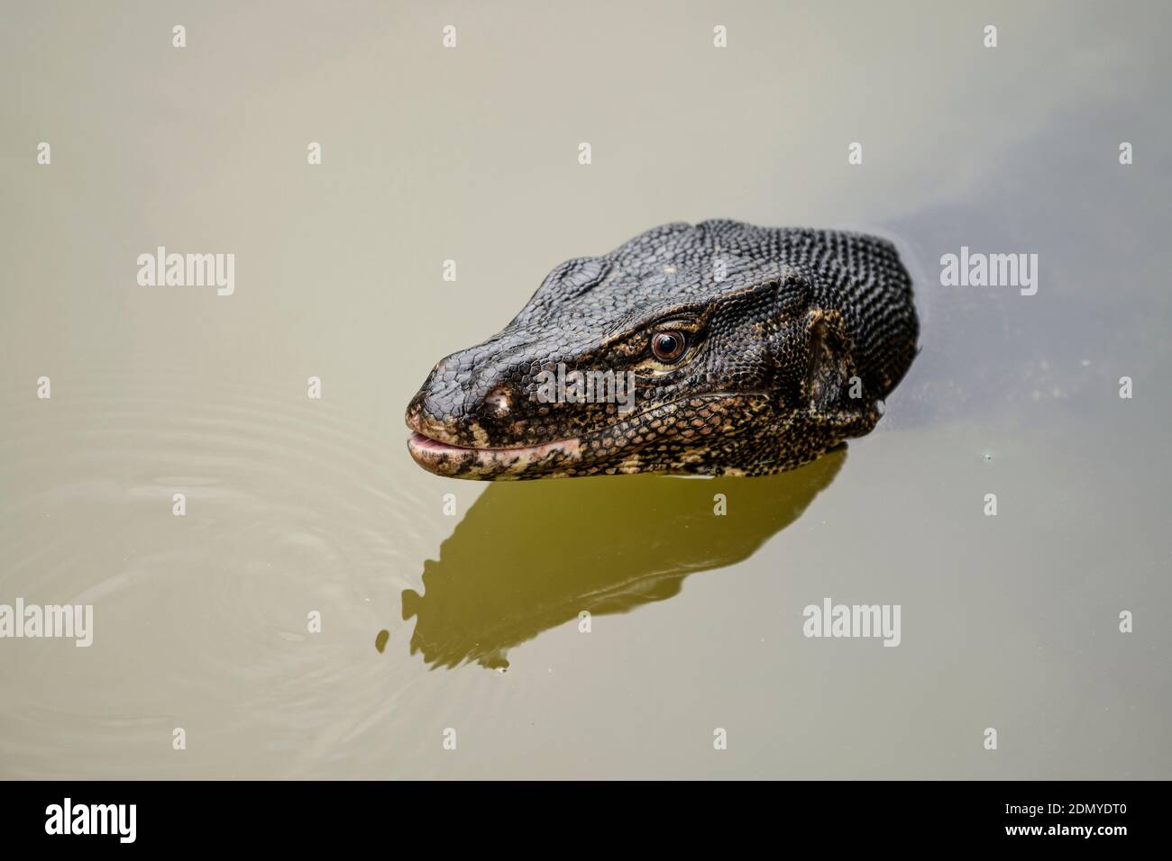Close up of swimming water monitor hi-res stock photography and images ...