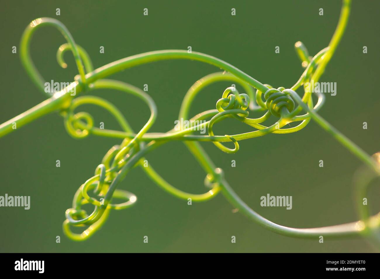 Entangling hi-res stock photography and images - Alamy
