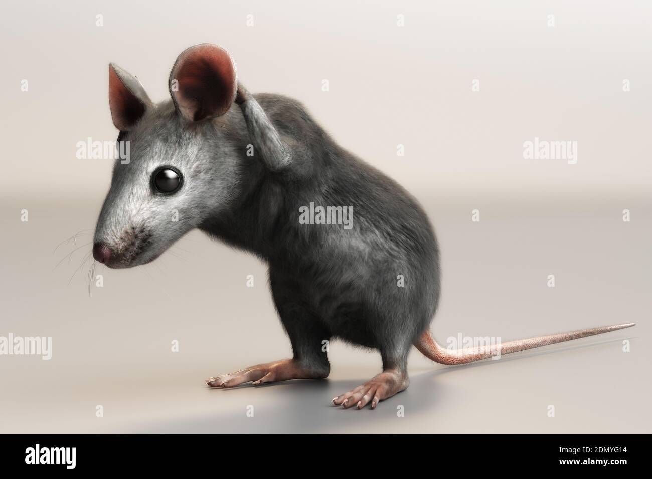 3D Illustration of a house mouse Mus musculus Stock Photo - Alamy