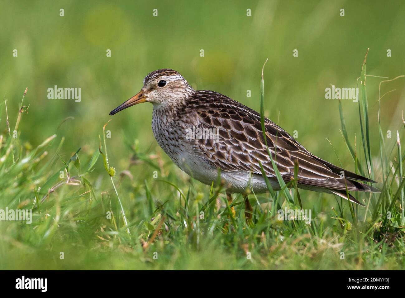 Gestreepte Strandloper staand in moeras; Pectoral Sandpiper perched in ...