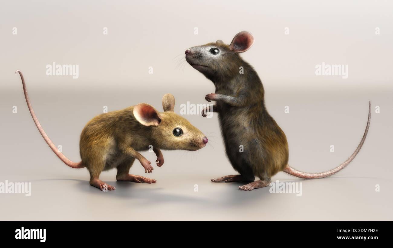 3D Illustration of a house mouse Mus musculus Stock Photo - Alamy