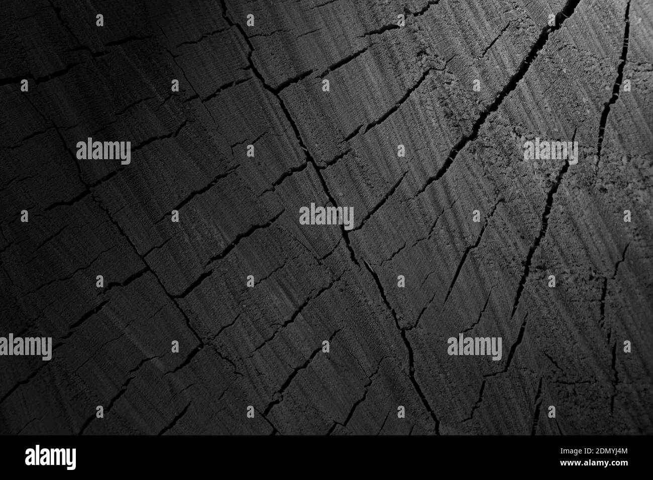 texture of cut tree trunk Stock Photo - Alamy