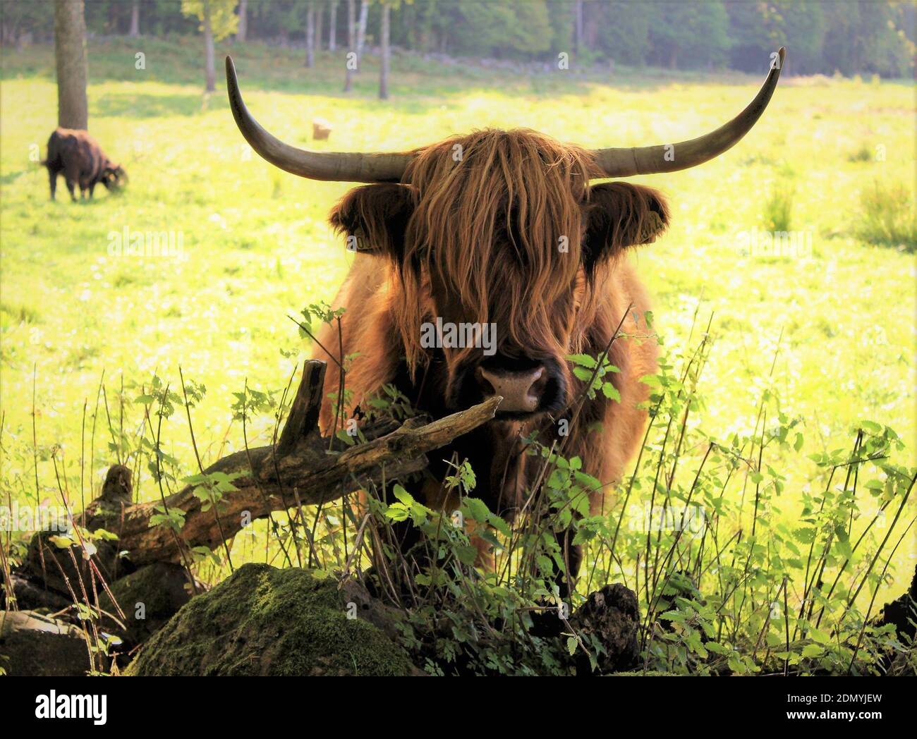 Rear View Of Highland Cow High Resolution Stock Photography and Images ...