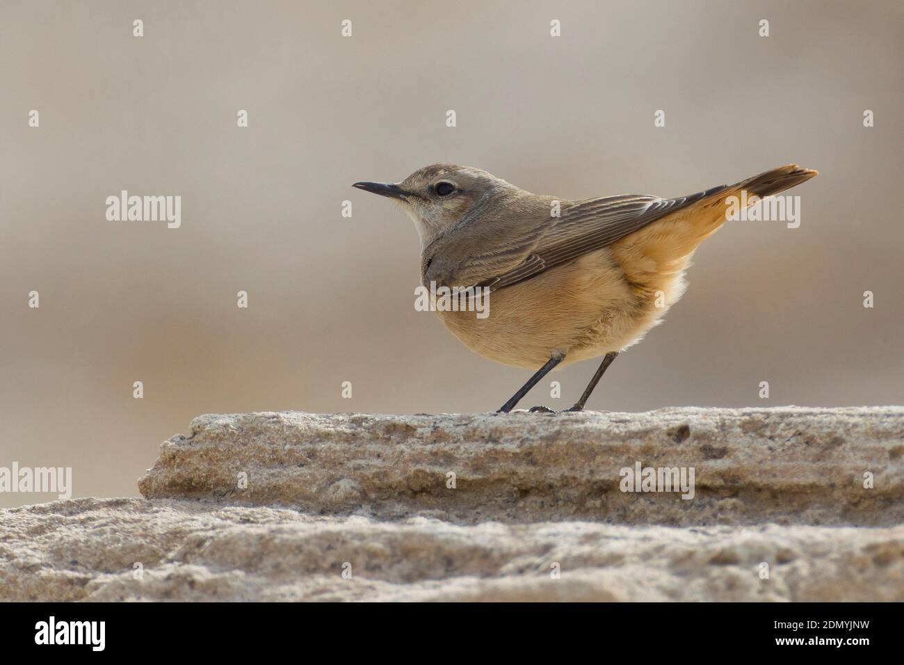 Oostelijke Roodstaarttapuit: Red-tailed Wheatear Stock Photo - Alamy