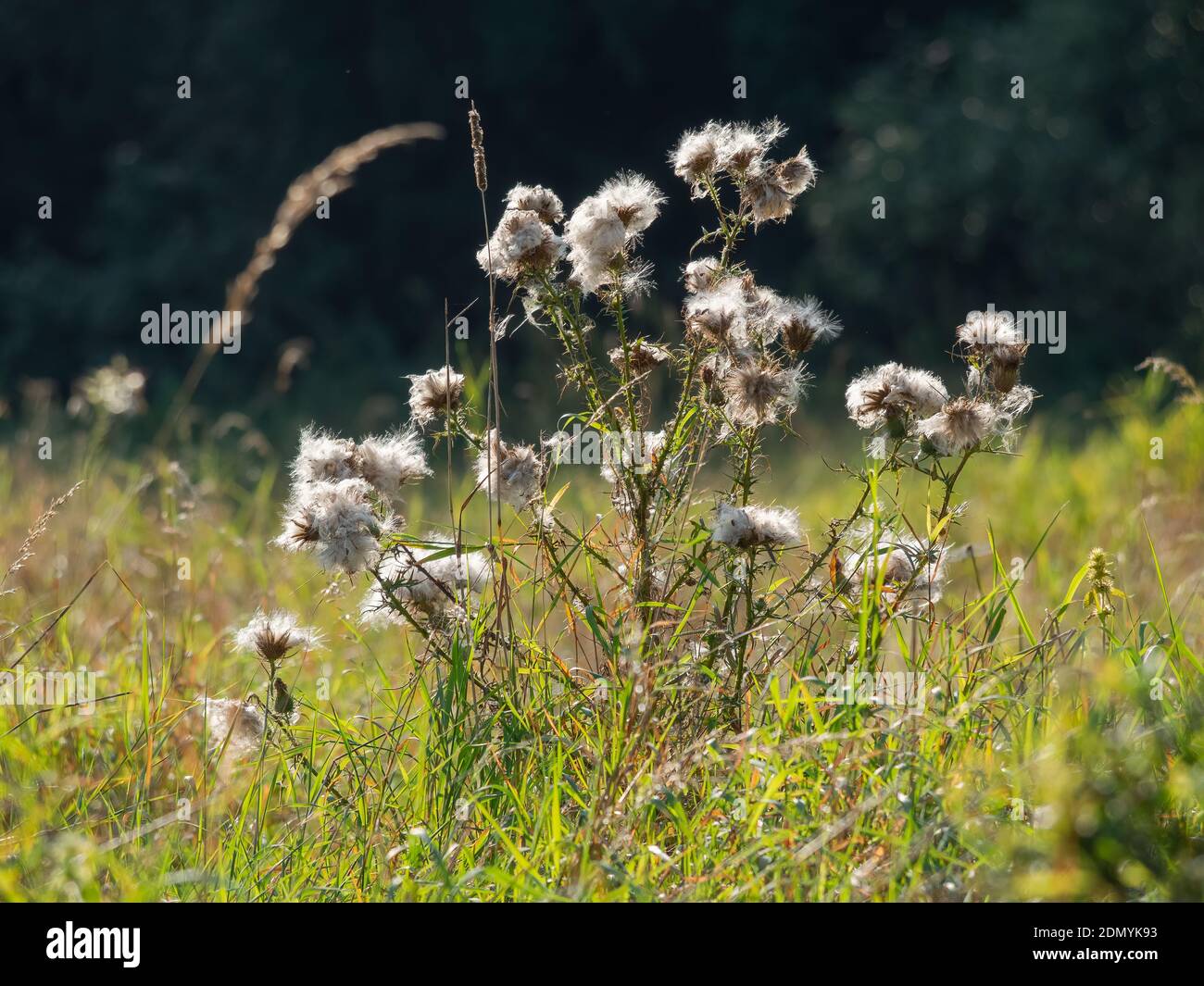 Feathery pappus of creeping thistle inflorescence in autumn. Cirsium ...