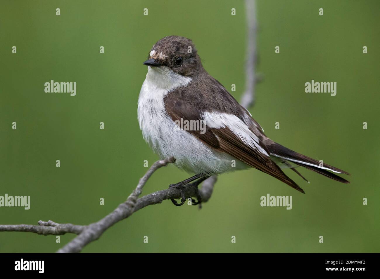 Bonte Vliegenvanger; Pied Flycatcher; Ficedula hypoleuca Stock Photo ...