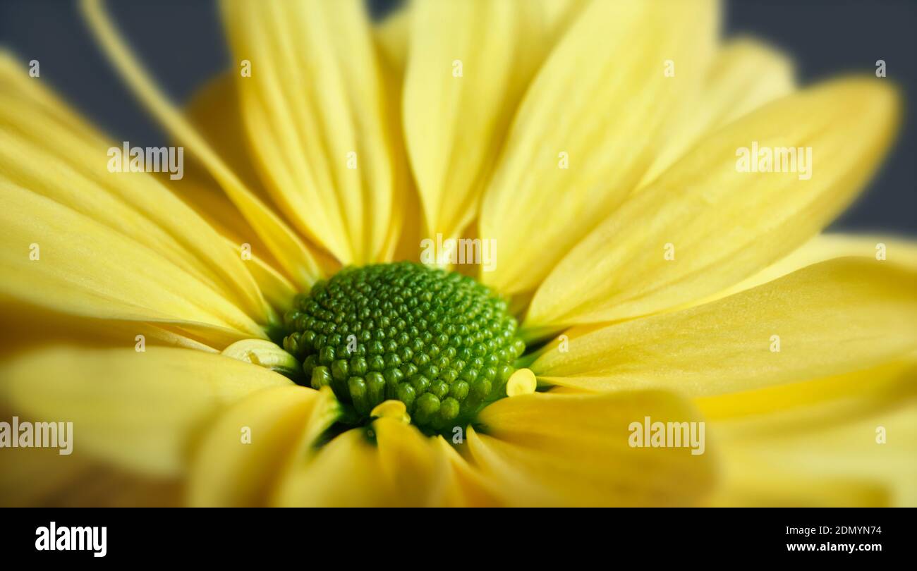 Close up photograph of yellow daisy gerbera flower showing the stamen ...