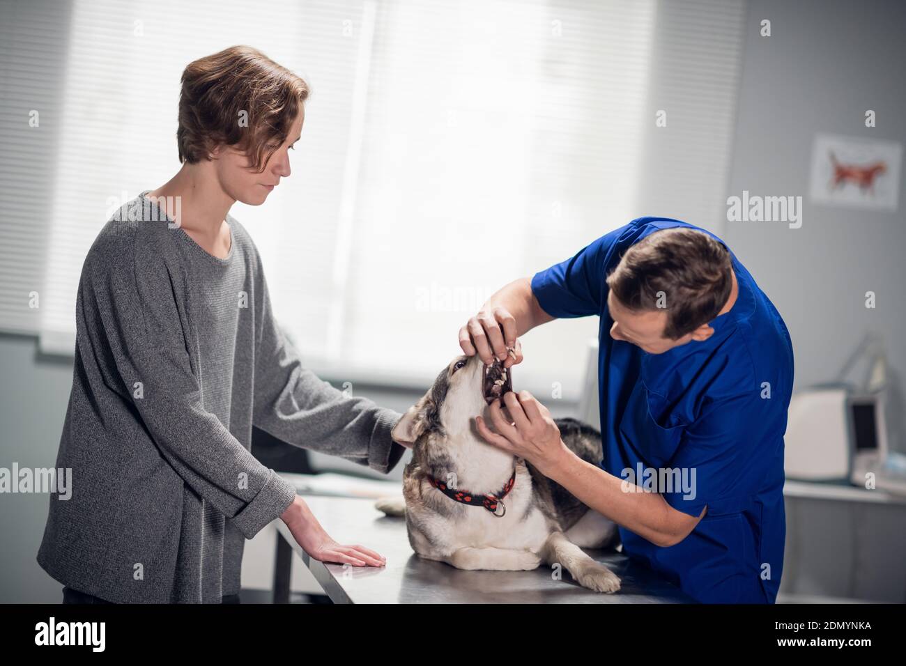 A cute dog getting a check up at the vets office Stock Photo - Alamy