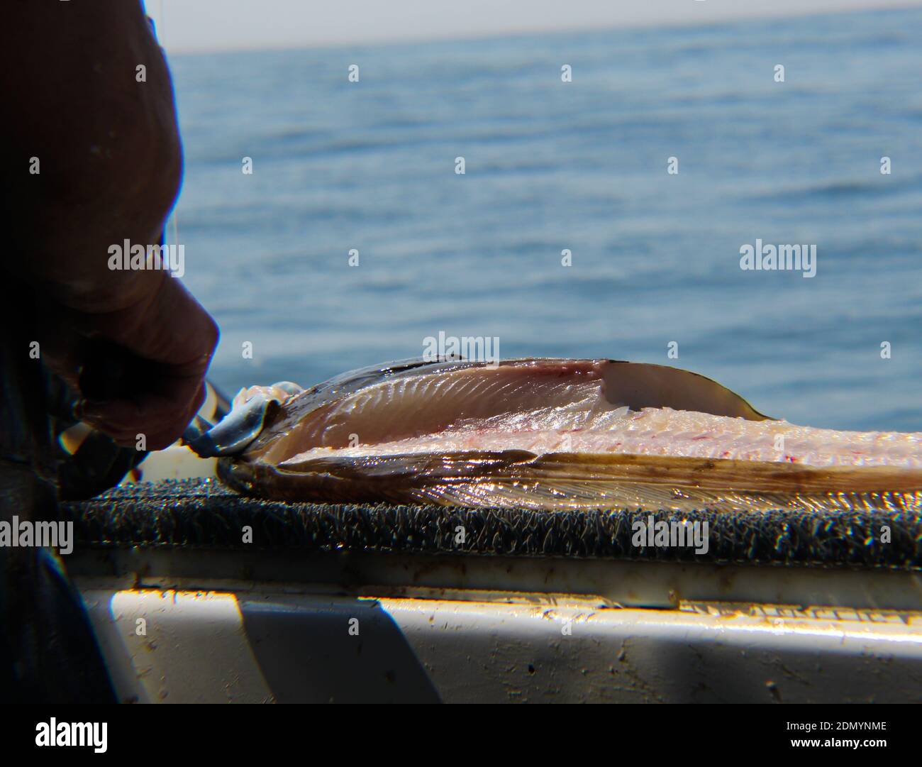Processed fish hi-res stock photography and images - Alamy