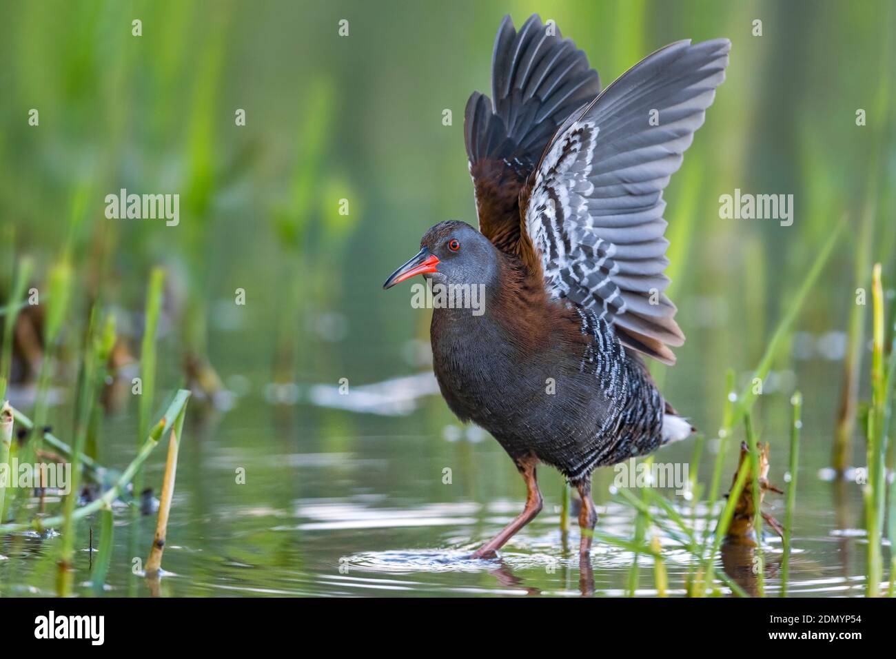 Waterral; Water Rail Stock Photo - Alamy